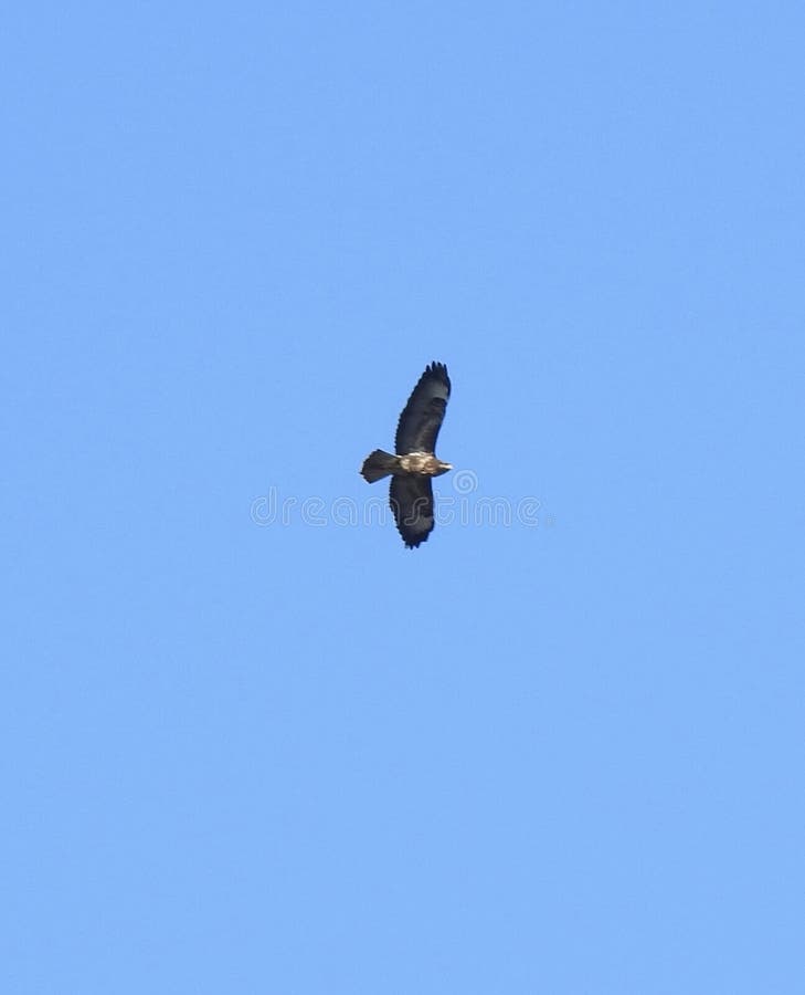 A common buzzard in flight stock image. Image of animal - 360148549
