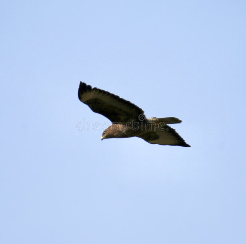 Common buzzard in flight stock photo. Image of buteo - 360155226