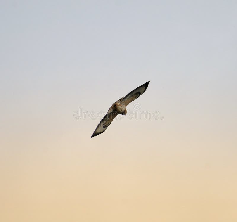 A common buzzard in flight stock image. Image of avian - 369247747