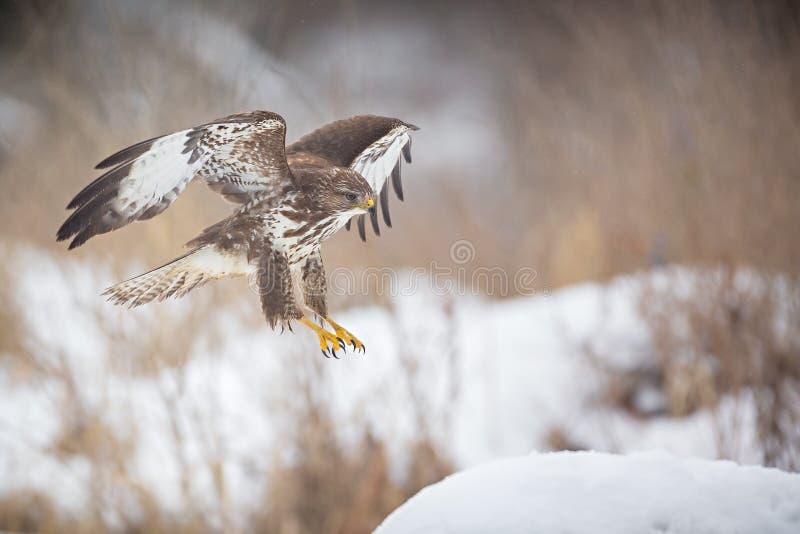 Buzzard in flight stock photo. Image of wild, spread - 29799266