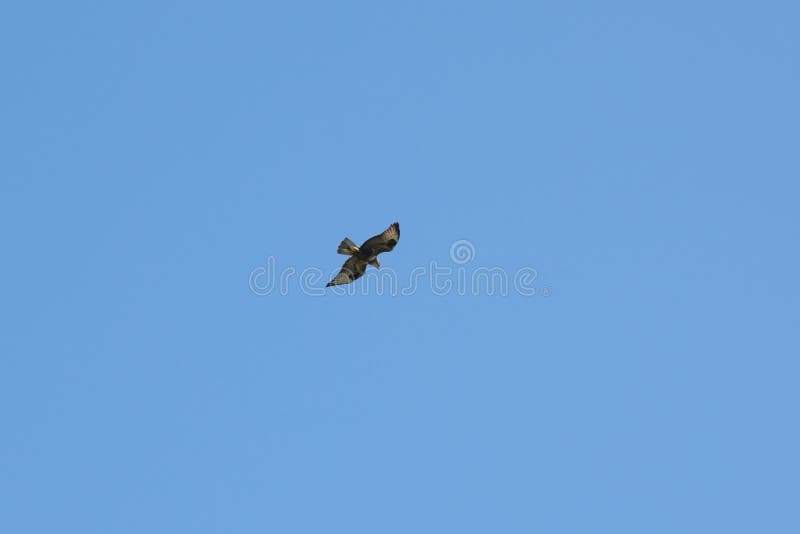 Common Buzzard Flying Against Blue Skies Stock Image - Image of beauty ...