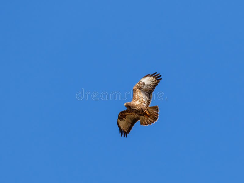 Common Buzzard Flying Against a Blue Sky Stock Photo - Image of natur ...