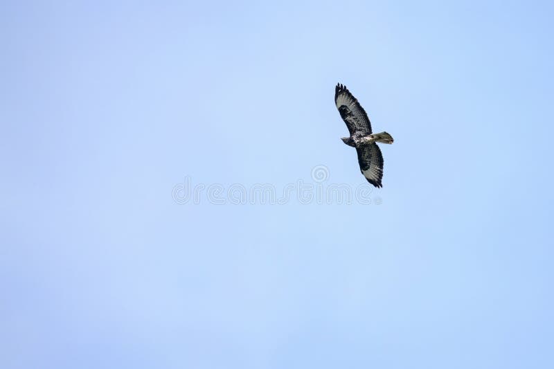 Common Buzzard Flying Against a Clear Blue Sky Stock Image - Image of ...