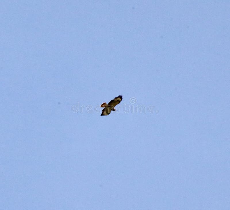 Common Buzzard Flying through Blue Sky Stock Photo - Image of avians ...