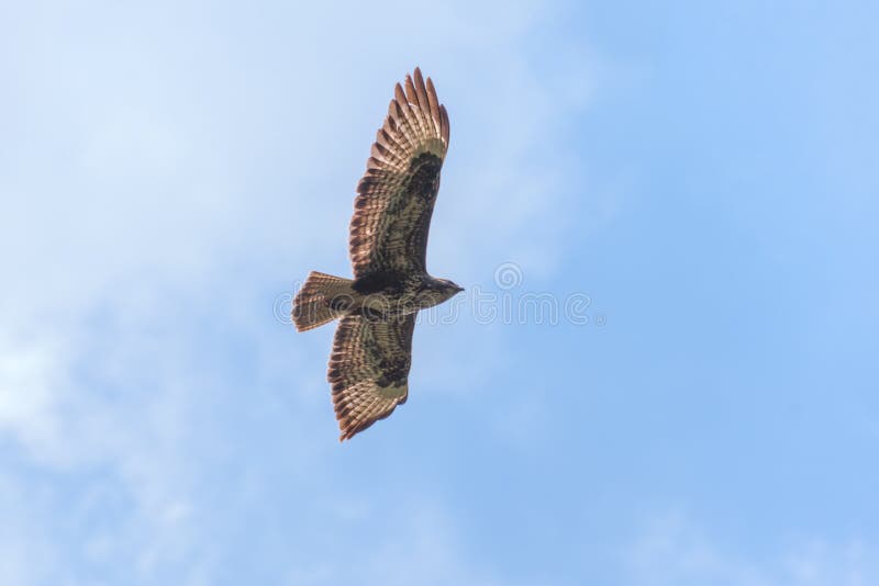 Common buzzard flying stock image. Image of airborne - 69769587