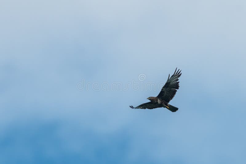 A Common Buzzard Flying on a Sunny Day Stock Photo - Image of fauna ...