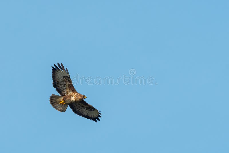 A Common Buzzard Flying in the Evening Sun Stock Image - Image of ...