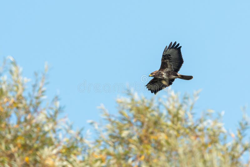 A Common Buzzard Flying in the Evening Sun Stock Photo - Image of ...