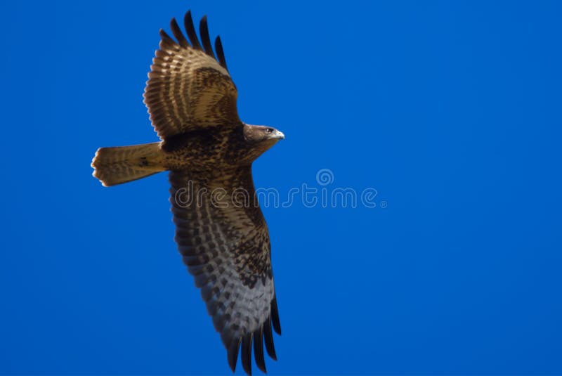Common Buzzard Flying High in Clear Blue Sky on a Sunny Day Stock Image ...