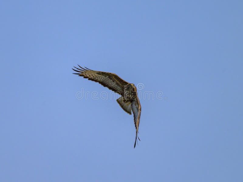 A Common Buzzard Flying on a Sunny Day Stock Photo - Image of fauna ...
