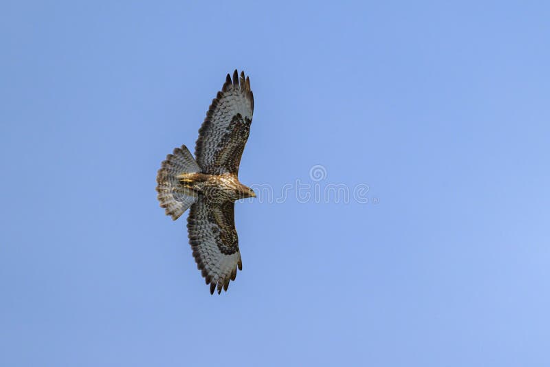 A Common Buzzard Flying on a Sunny Day Stock Photo - Image of fauna ...