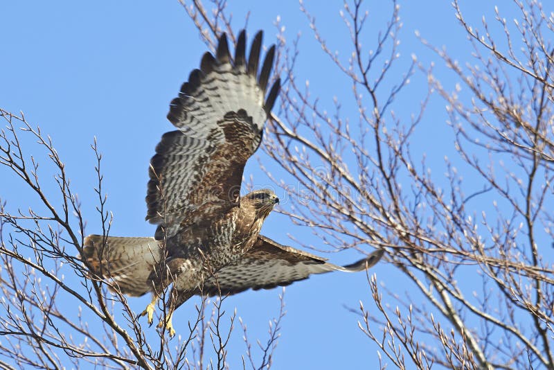 Common Buzzard (Buteo Buteo) Stock Photo - Image of animal, wings: 30045136