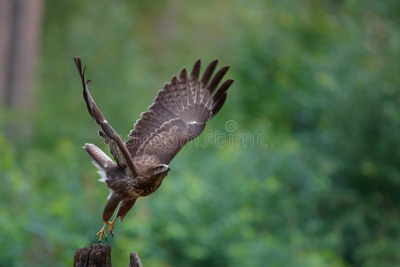 Common Buzzard in the Forest Stock Image - Image of bird, common: 158882075