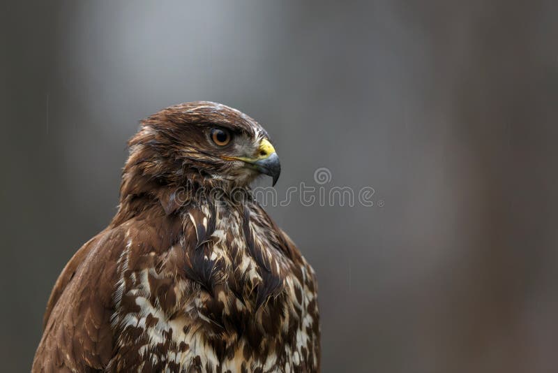 Common Buzzard in the Forest in the Netherlands. Stock Image - Image of ...