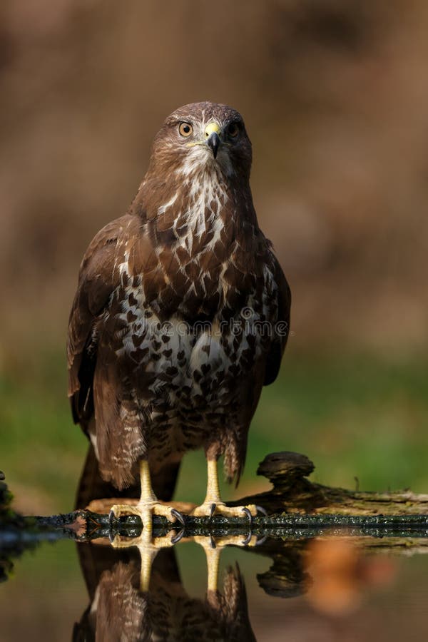 Common Buzzard in the Forest in the Netherlands. Stock Image - Image of ...