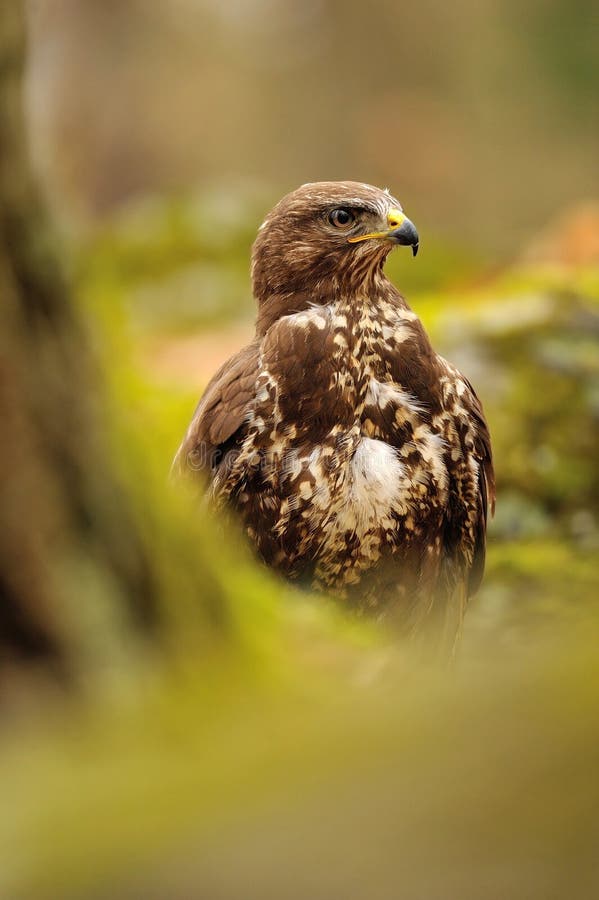 Flying Common Buzzard stock image. Image of brown, bird - 33681147