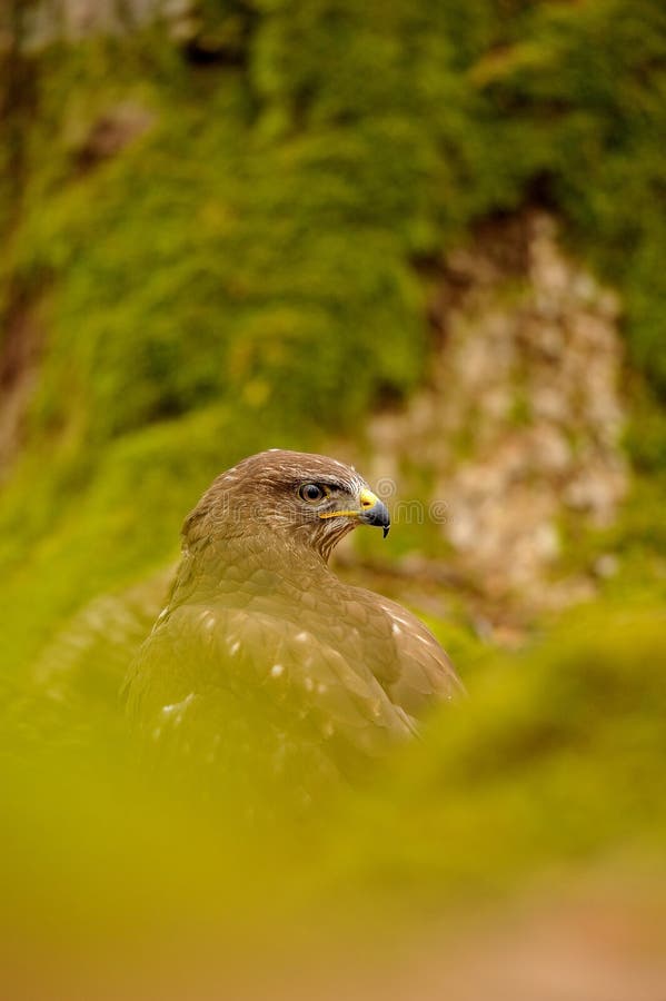 Flying Common Buzzard stock image. Image of brown, bird - 33681147