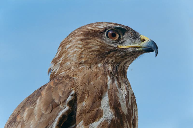 Common Buzzard Head Close-up Stock Photo - Image of raptor, prey: 38571262