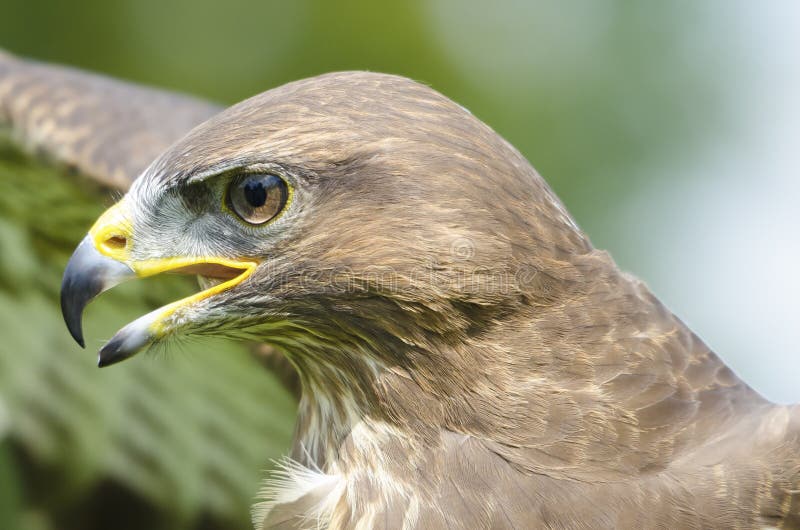 Common buzzard head-shot stock image. Image of prey, beak - 34289609