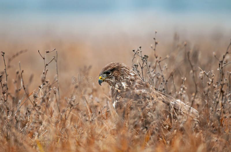 Common Buzzard, Hiding in a Grass and Waiting for Mouse Stock Image ...
