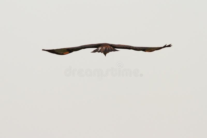 Common buzzard hunting stock photo. Image of hunting - 61407762