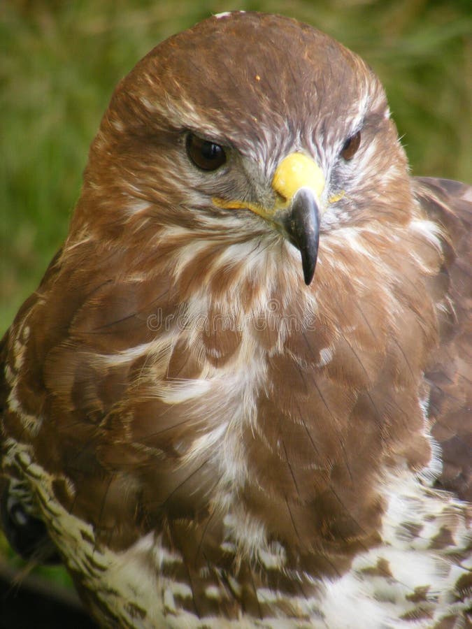 Common buzzard stock image. Image of posing, feathers - 106628243