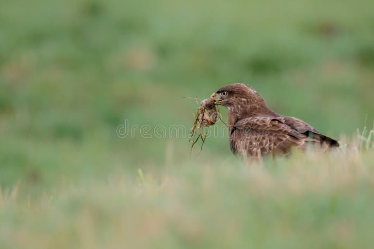 Common Buzzard in the Meadows Stock Photo - Image of food, prey: 208729062