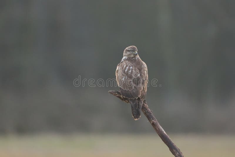 A Common Buzzard on a Perch Stock Image - Image of white, portrait ...
