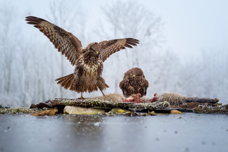Common Buzzard Perched on Tree Branch Stock Image - Image of relative ...