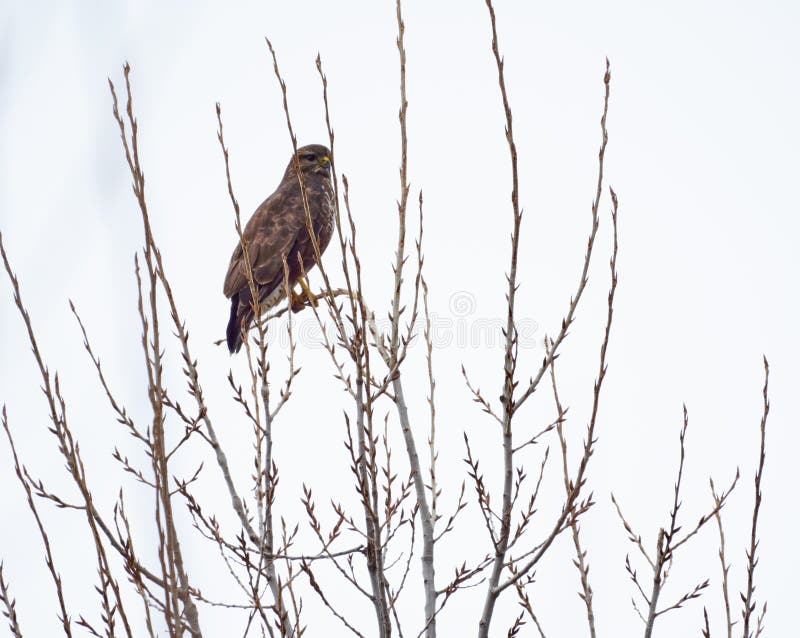 Common Buzzard Perched on a Tree Stock Image - Image of wildlife, buteo ...