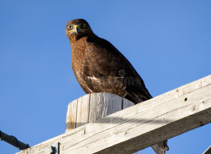 Common Buzzard Perched on Wooden Post Against Blue Sky Stock Photo ...