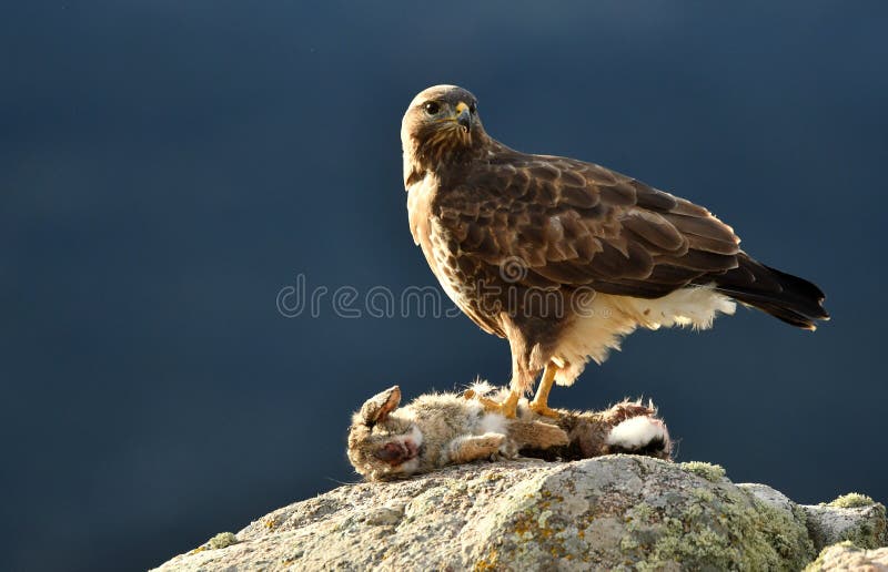 Common Buzzard Perches on the Rock with a Prey Stock Image - Image of ...