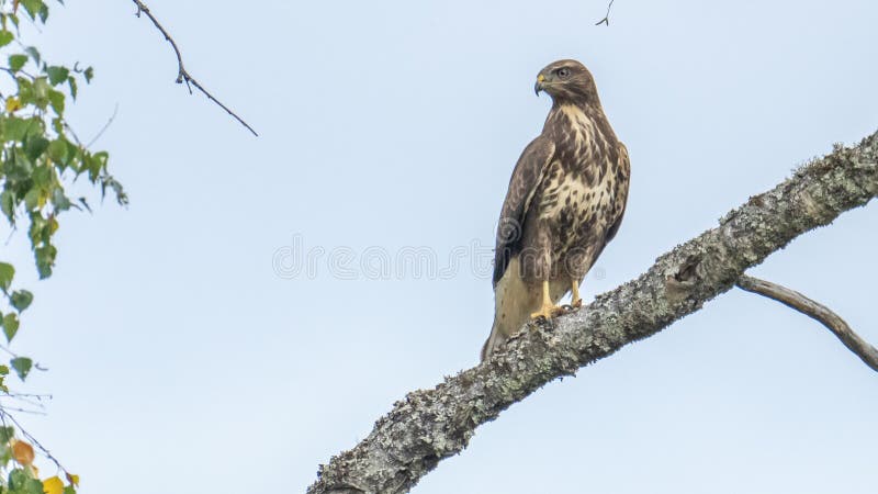 Common Buzzard Perching on a Big Bare Tree Branch Against Blue Sky on a ...