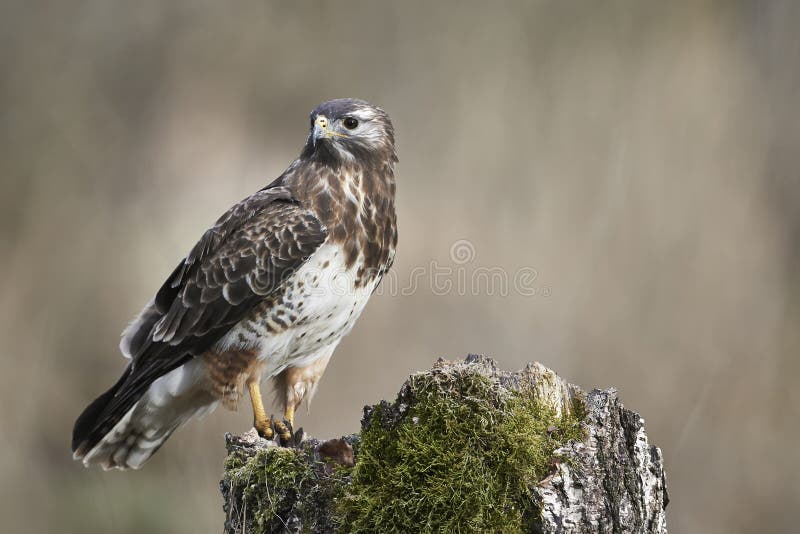 Common buzzard stock image. Image of wildlife, animal - 30549135