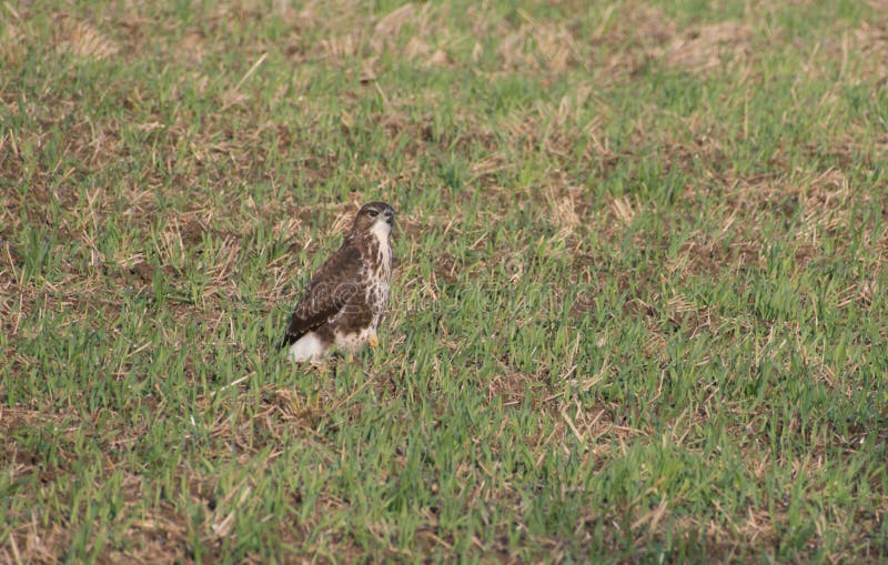 Common Buzzard Perching in a Grass Field on a Sunny Day. Stock Photo ...