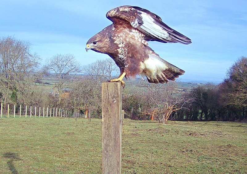 Common Buzzard Perching on a Post Stock Image - Image of hunter, nature ...
