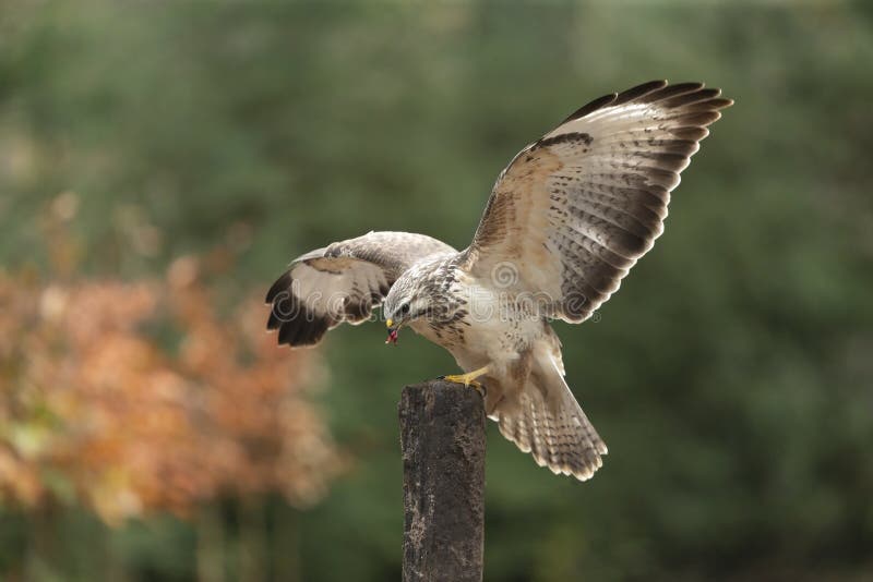Common Buzzard on a Pole Showing His Wings Stock Photo - Image of ...