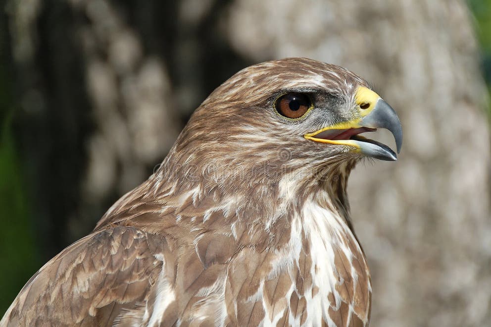 Common Buzzard Portrait stock image. Image of closeup - 2265143