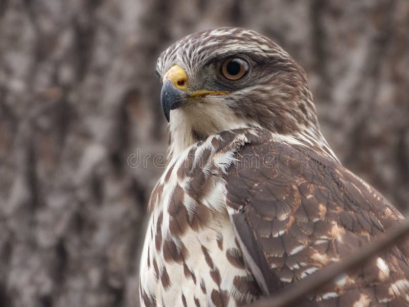 Common buzzard stock image. Image of feather, fauna, brown - 36141965