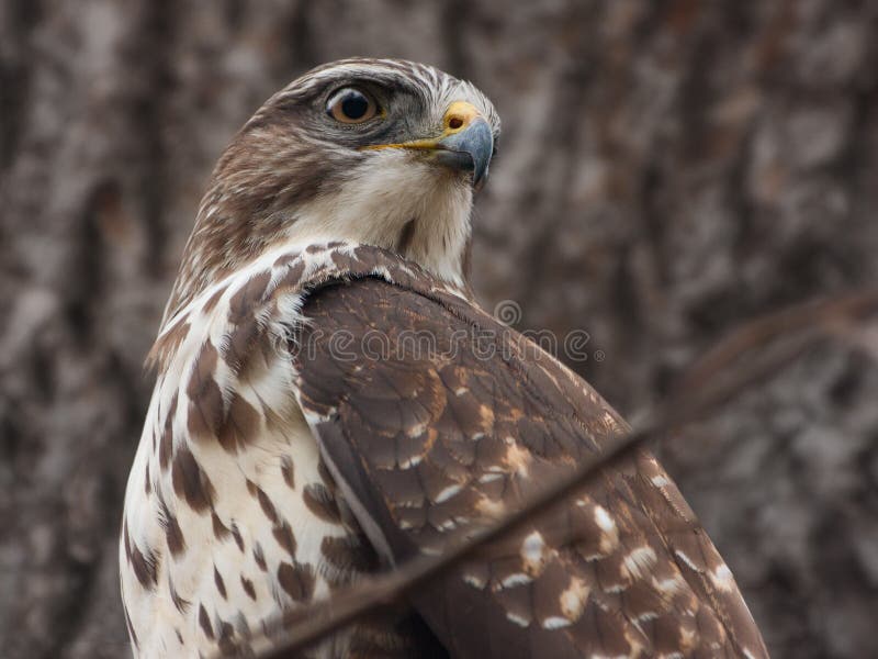 Common buzzard stock image. Image of nature, watching - 36141973