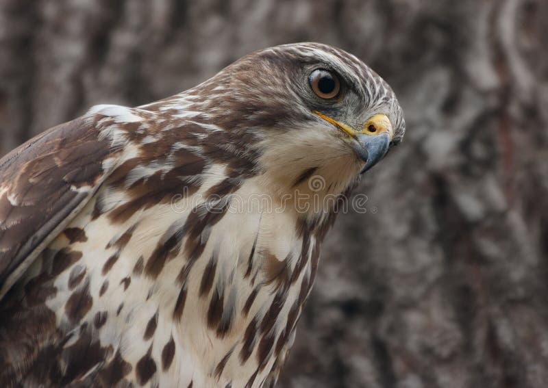 Common buzzard stock image. Image of head, close, bill - 36141979