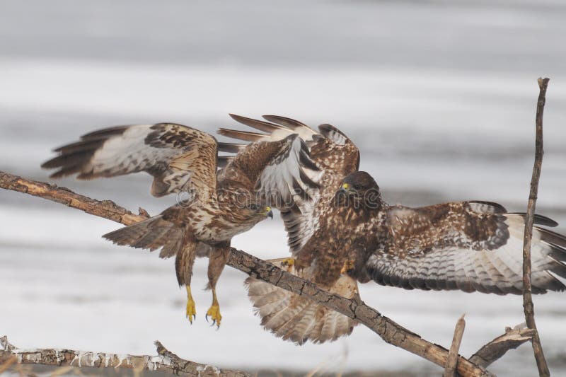 Common Buzzard stock image. Image of beak, raptor, ornithology - 51127013