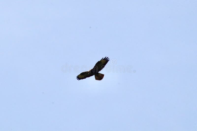 Common Buzzard in Silhouette Stock Image - Image of animal, bird: 279576185