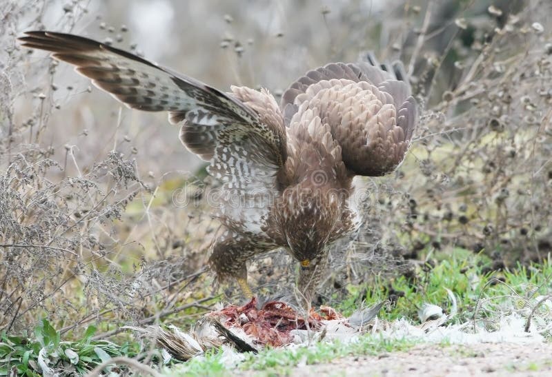 Common Buzzard Sits on the Ground and Eat a Prey Stock Photo - Image of ...