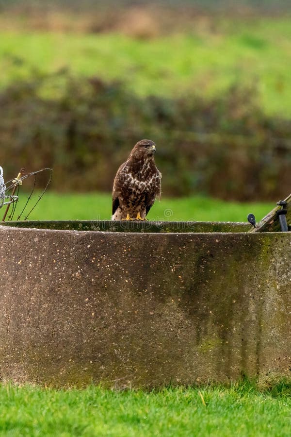 Common Buzzard Sitting the Edge of an Old Well in a Green Lawn Stock ...