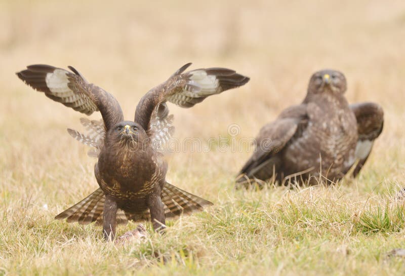 Common buzzard stock image. Image of meat, face, mouse - 42890393