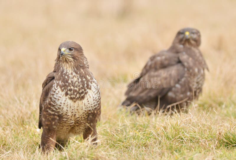 Mouse stock photo. Image of rodents, rodent, predator - 21929520