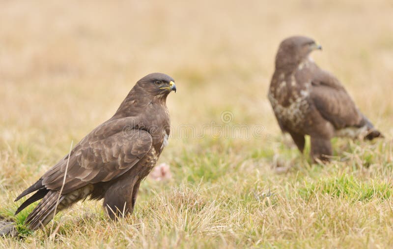 Common buzzard stock photo. Image of isolated, food, meat - 42890438