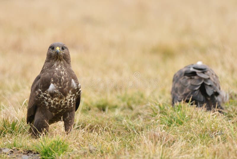 Common buzzard stock photo. Image of meat, common, face - 42890578