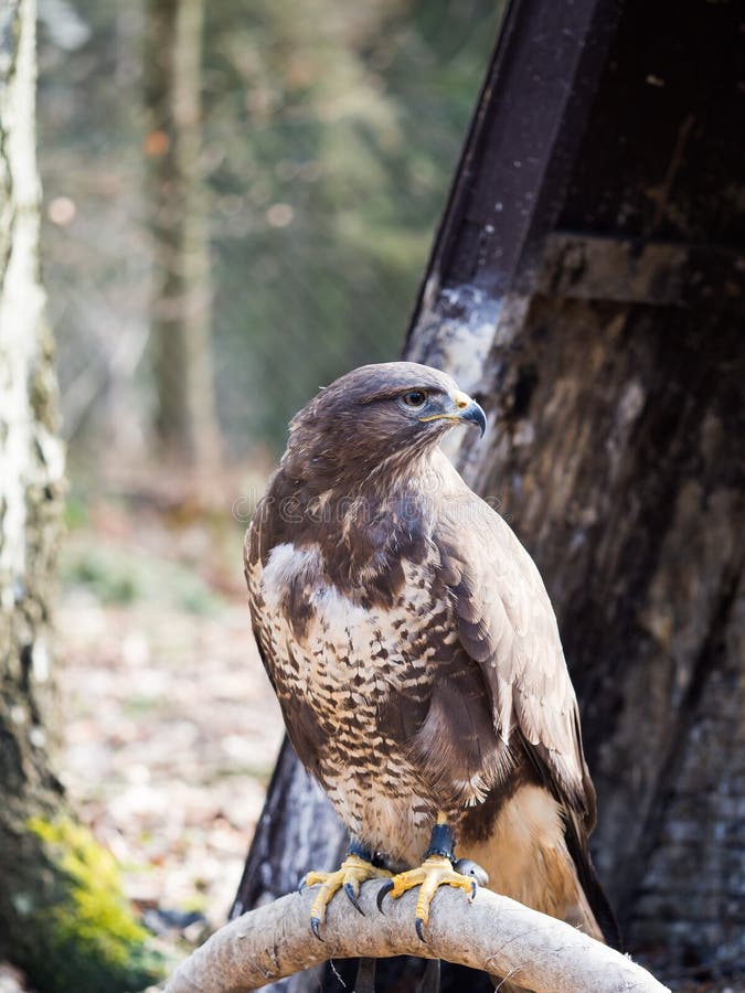 Common Buzzard Sitting on a Perch Stock Photo - Image of common ...